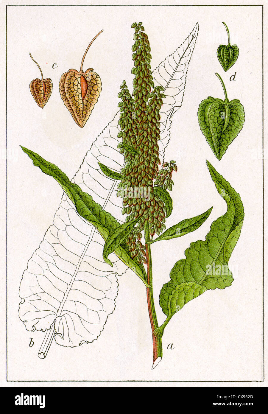 Rumex aquaticus x hydrolapathum old names hi-res stock photography and ...