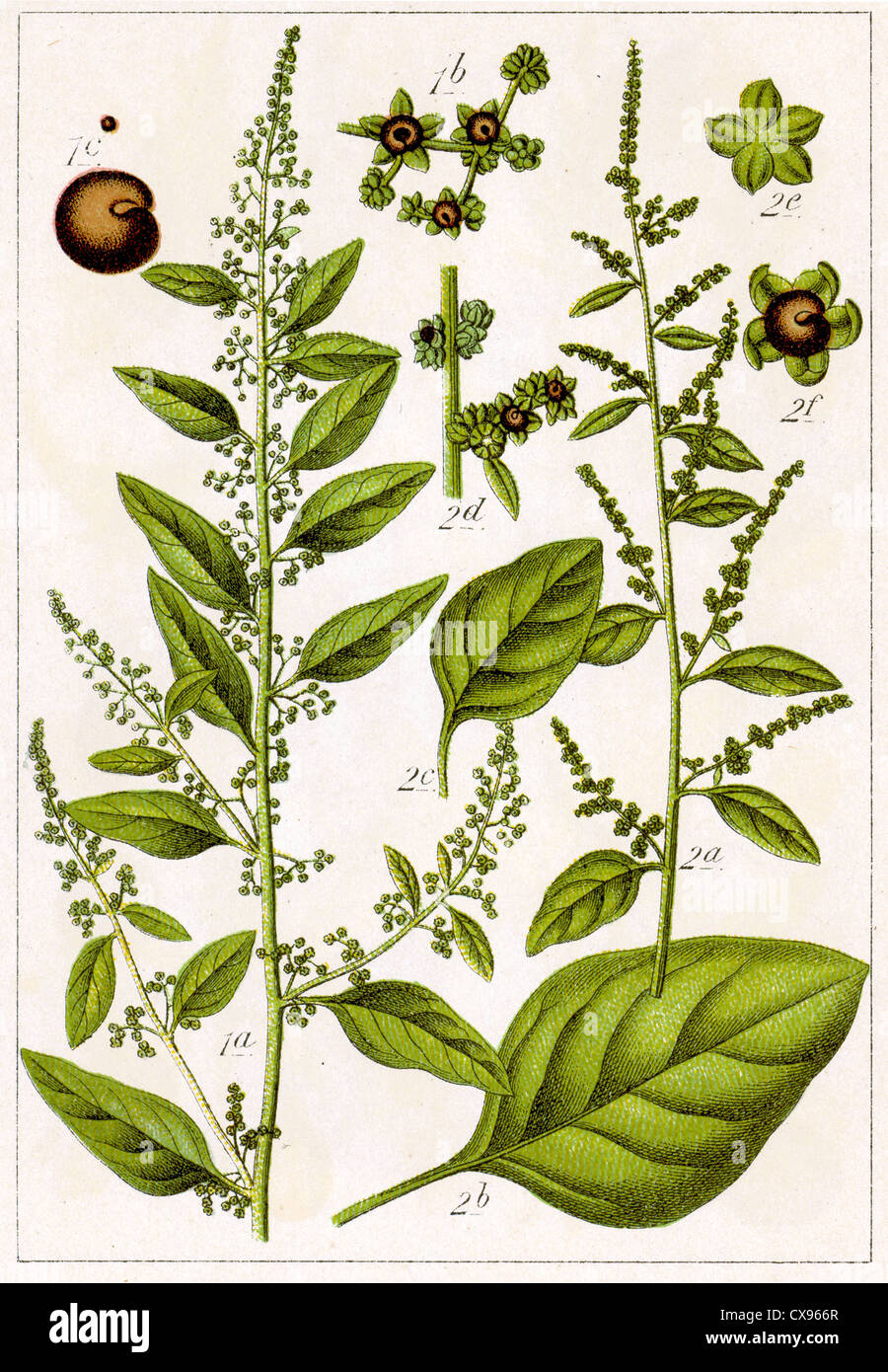 Chenopodium species hi-res stock photography and images - Alamy