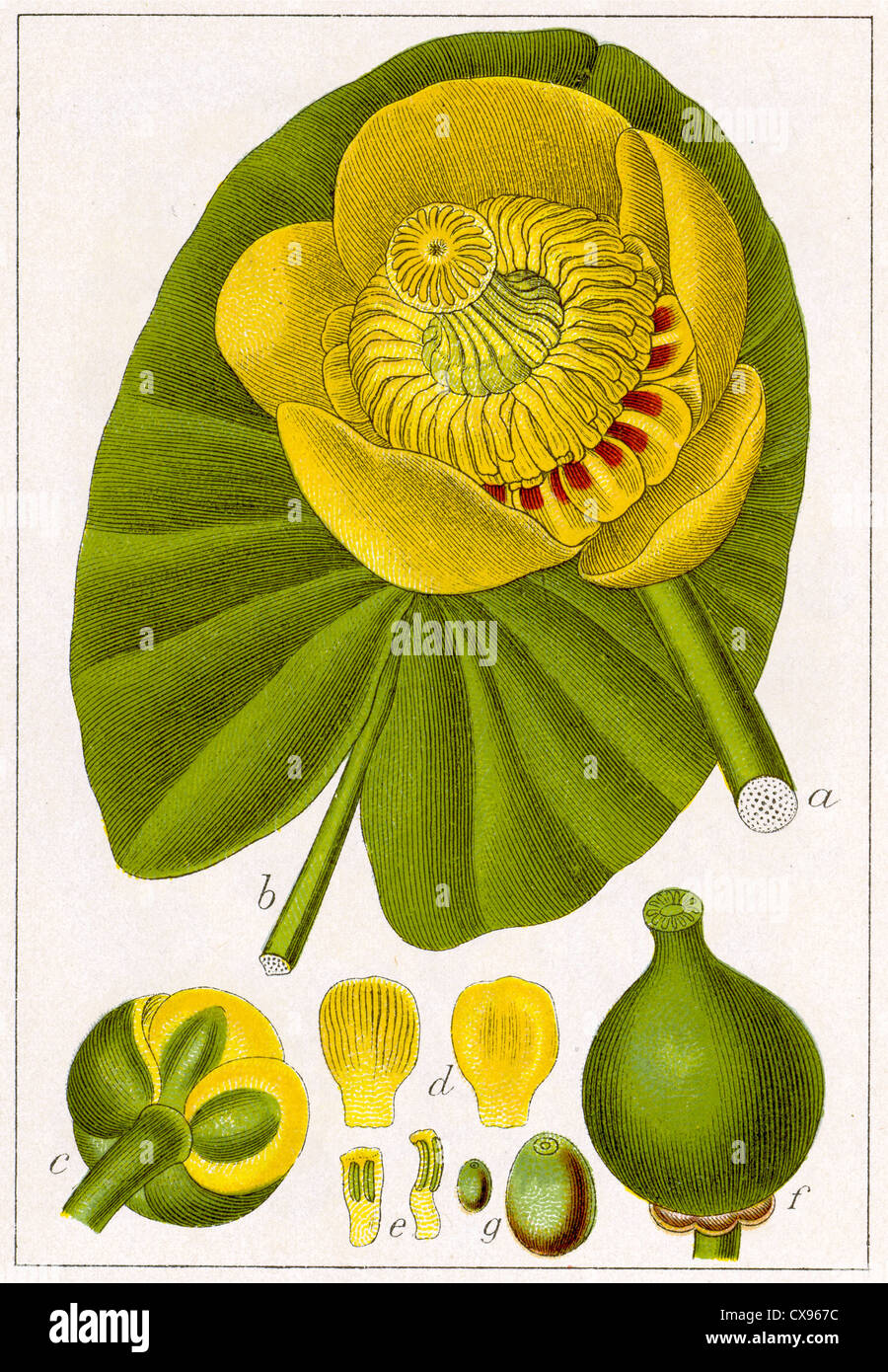 Nuphar luteum old names hi-res stock photography and images - Alamy