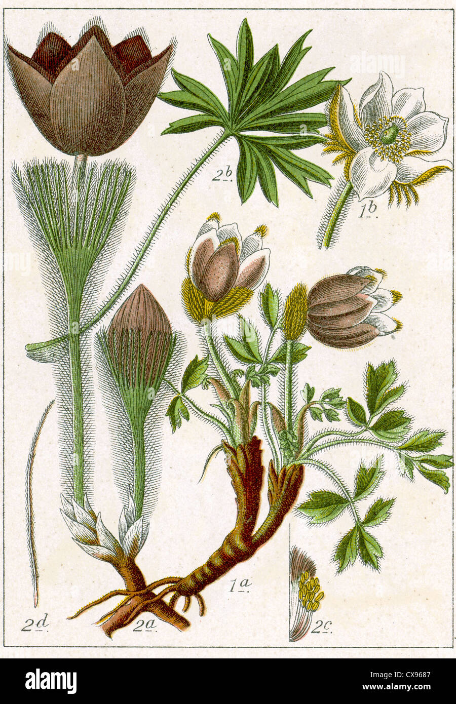 Anemone vernalis anemone patens old names hi-res stock photography and ...