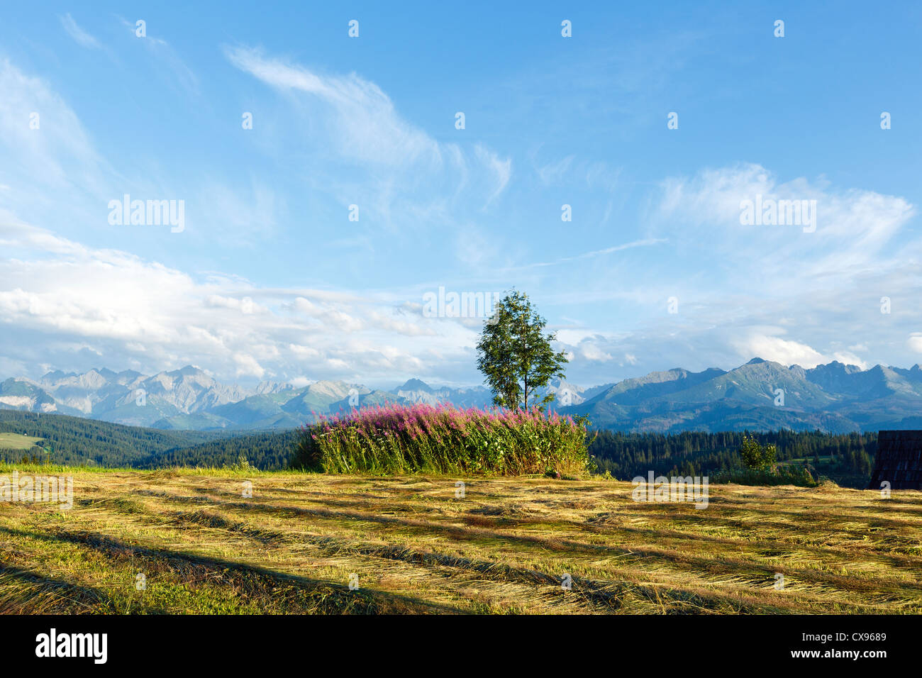 Summer mountain evening country view with mown field and lonely tree ...