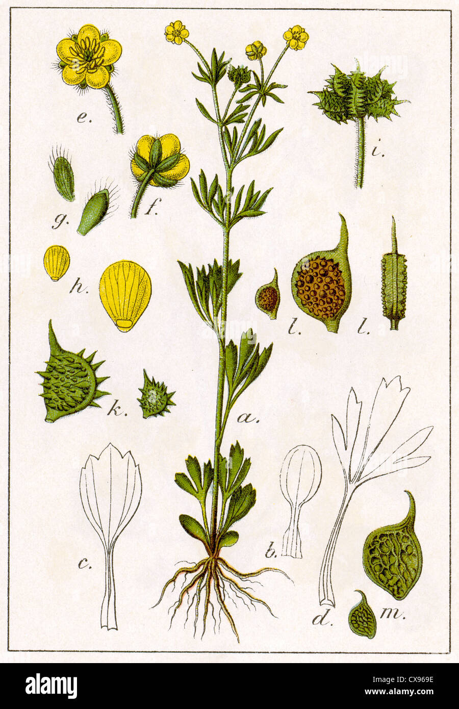 1 ranunculus arvensis hi-res stock photography and images - Alamy