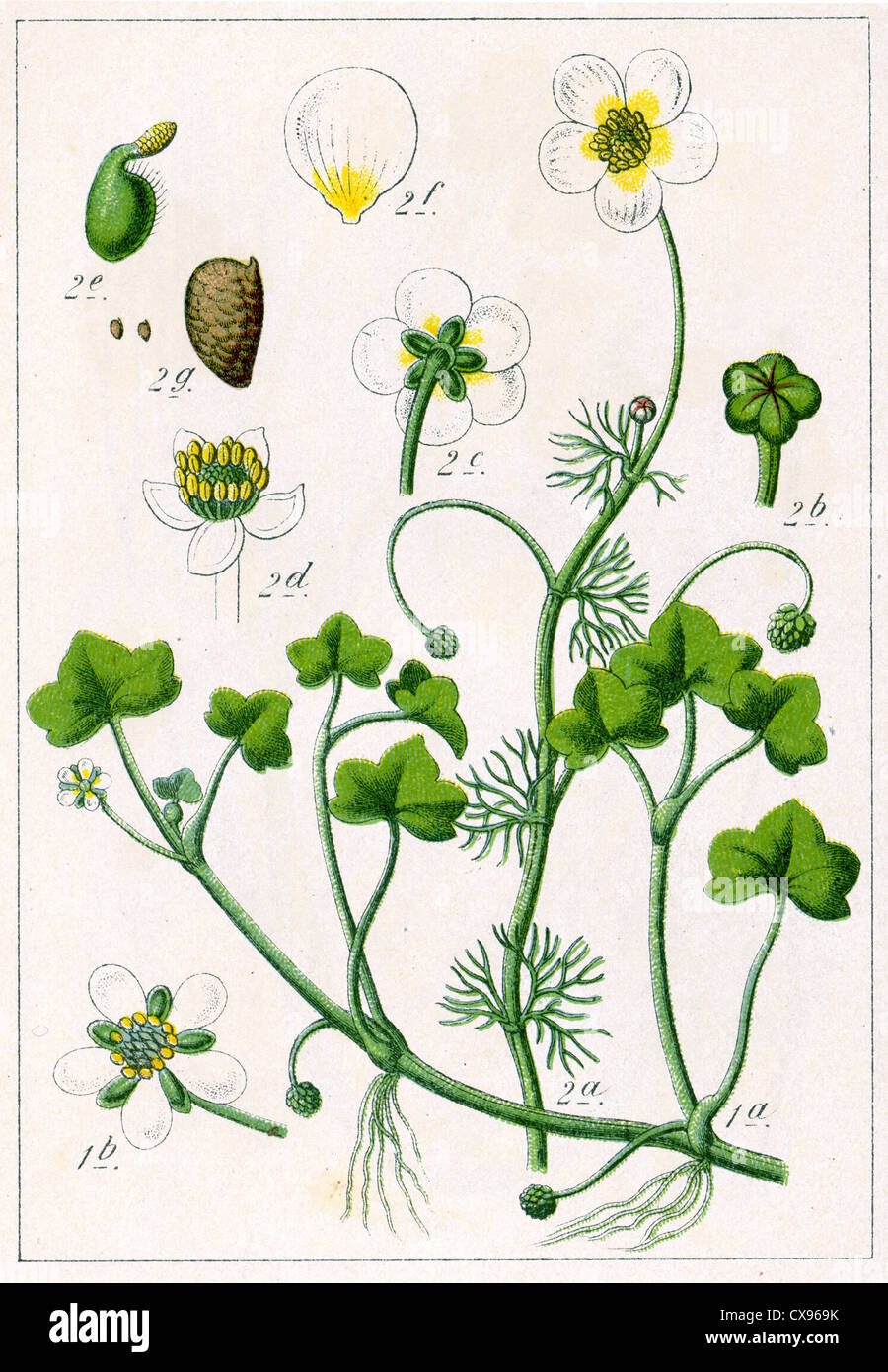 Hederaceus hi-res stock photography and images - Alamy