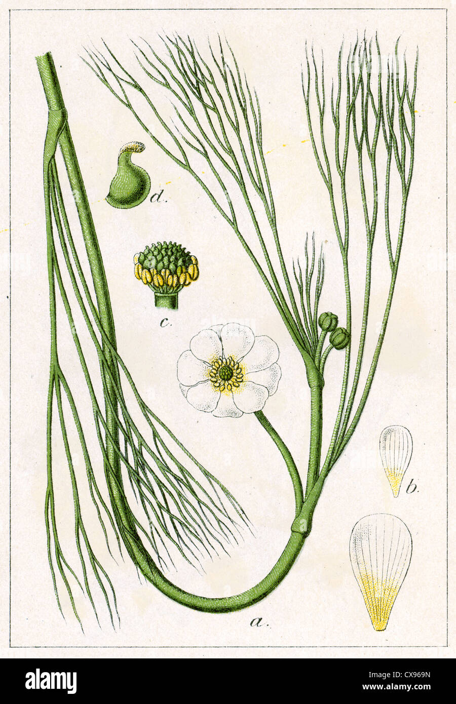 Ranunculus hybridus hi-res stock photography and images - Alamy