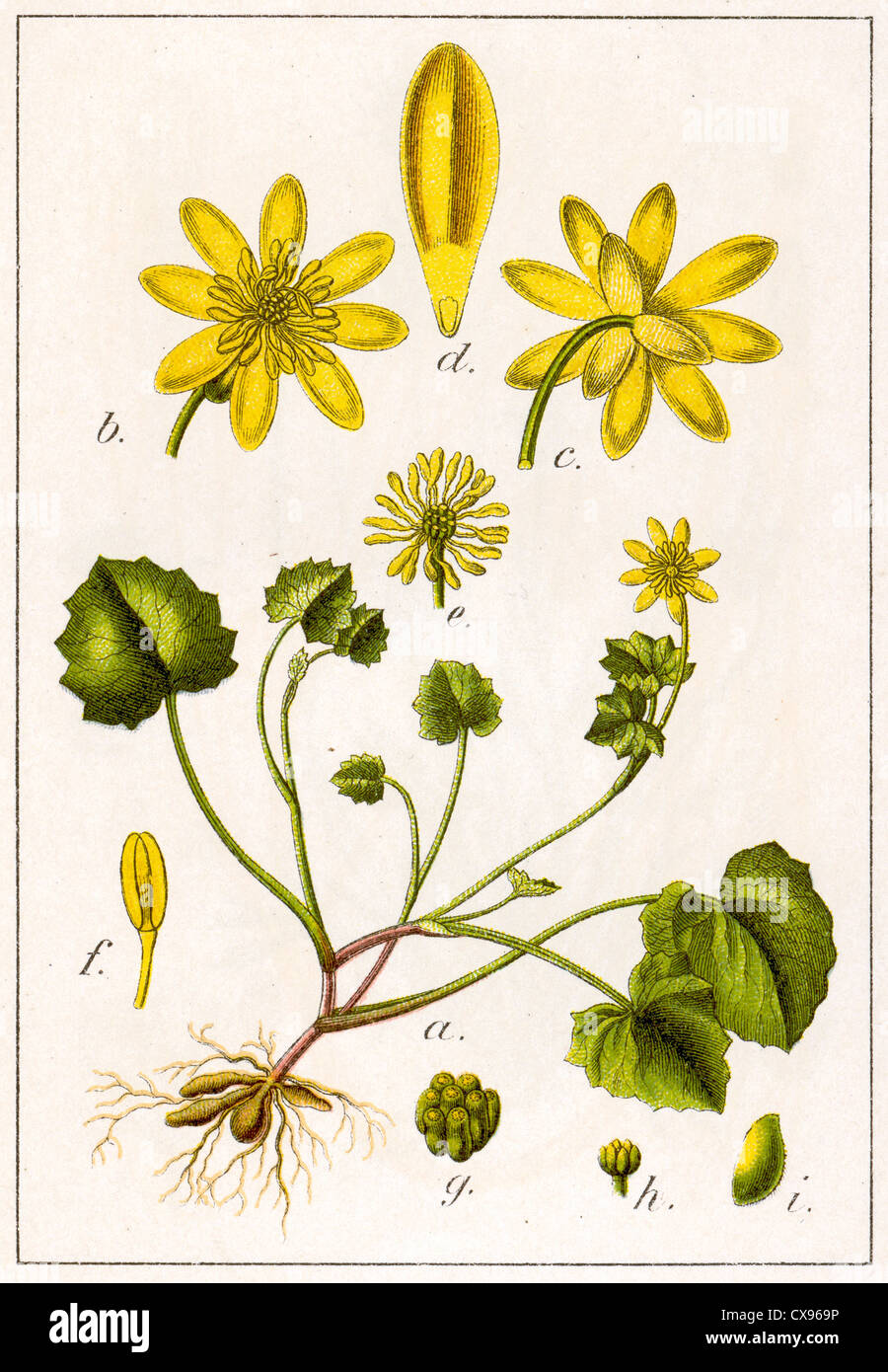 Ficaria verna grandiflora hi-res stock photography and images - Alamy