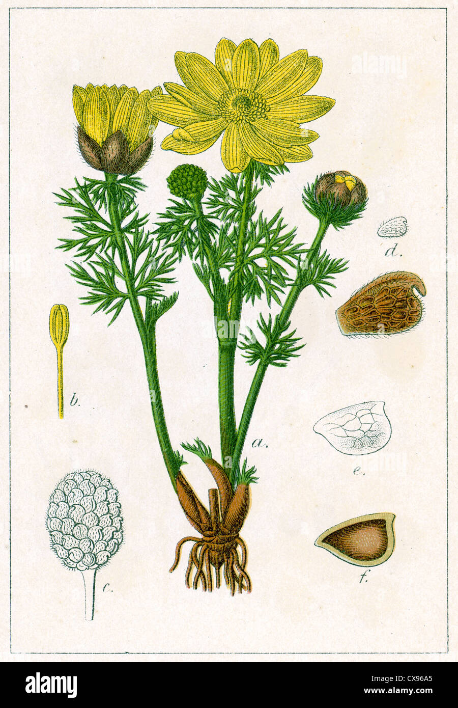 Adonis vernalis old names hi-res stock photography and images - Alamy