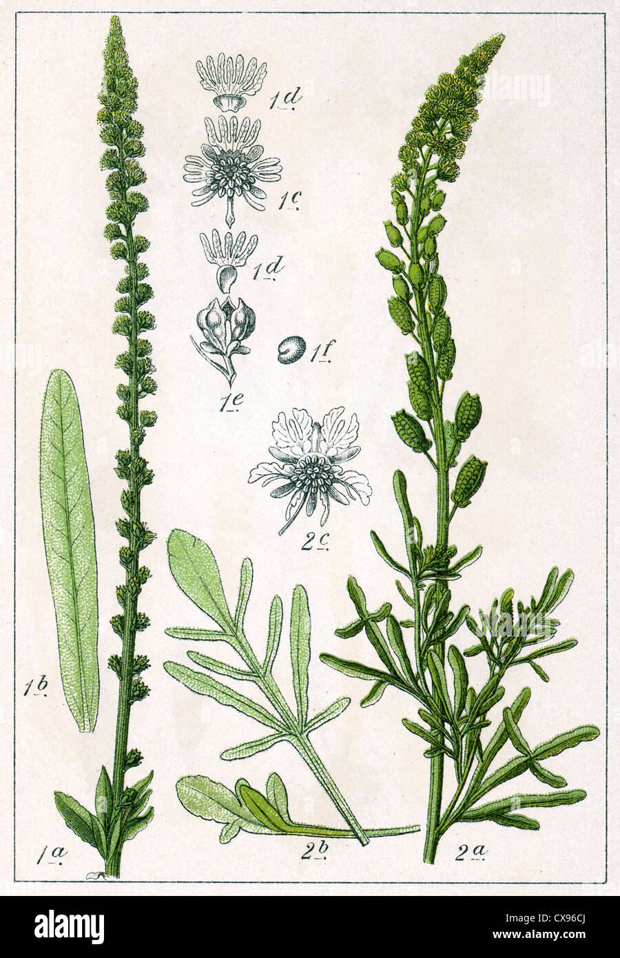 Reseda color hi-res stock photography and images - Alamy