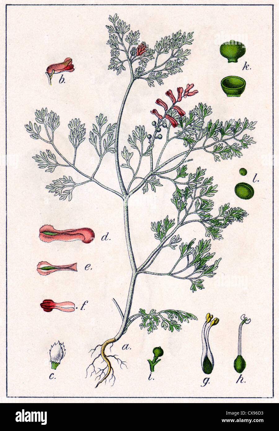 1 fumaria officinalis hi-res stock photography and images - Alamy