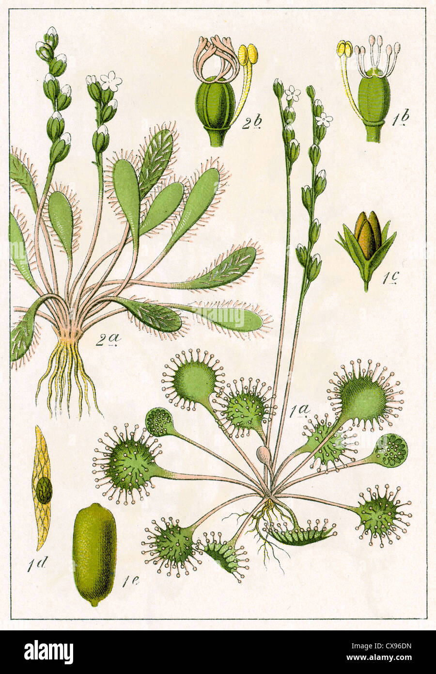 Drosera rotundifolia drosera media old names hi-res stock photography ...