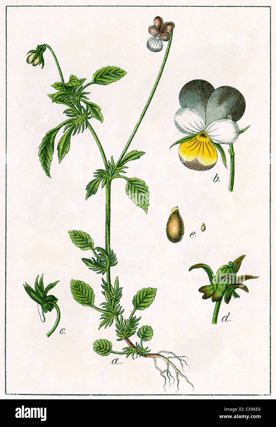 Genus viola species tricolor hi-res stock photography and images - Alamy