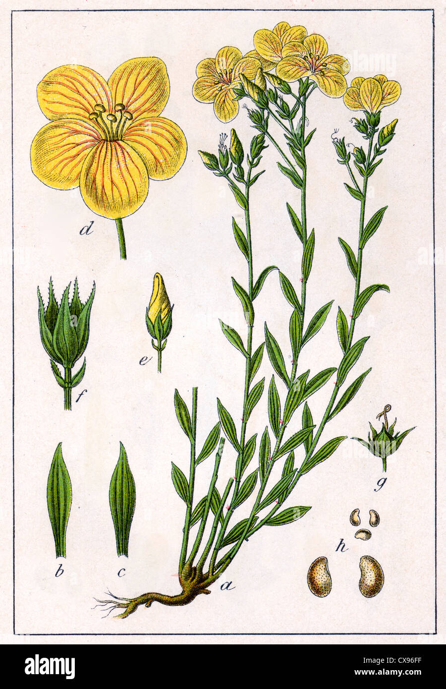 Linum usitatissimum old names hi-res stock photography and images - Alamy