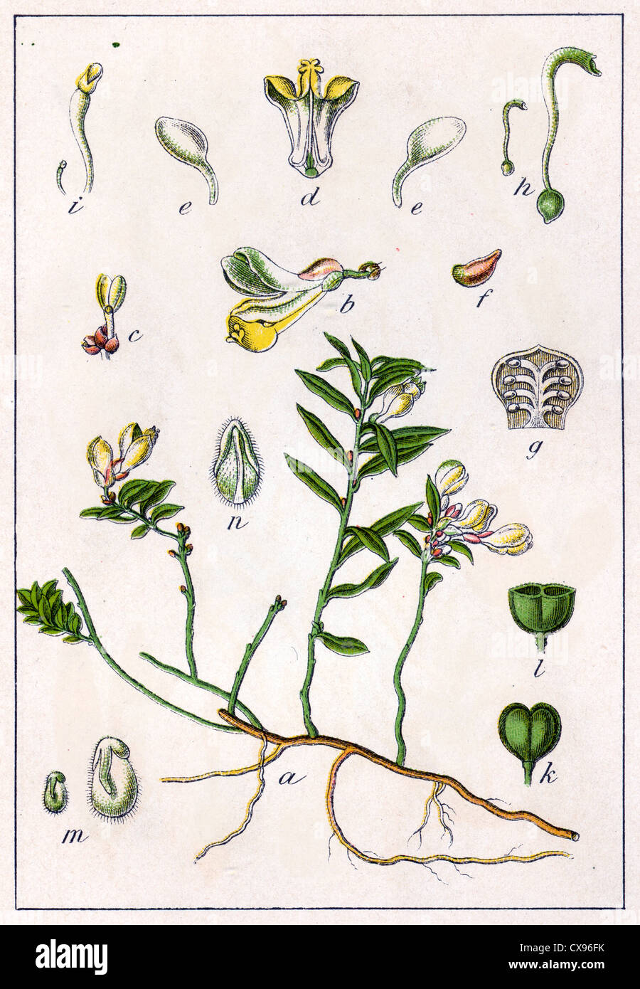 Polygalaceae family hi-res stock photography and images - Alamy