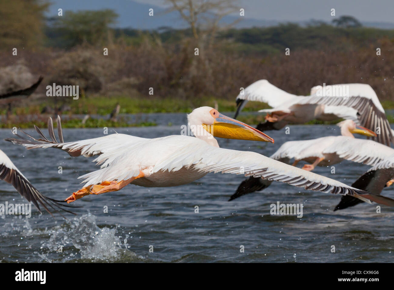 Close view of low flying pelican Stock Photo - Alamy