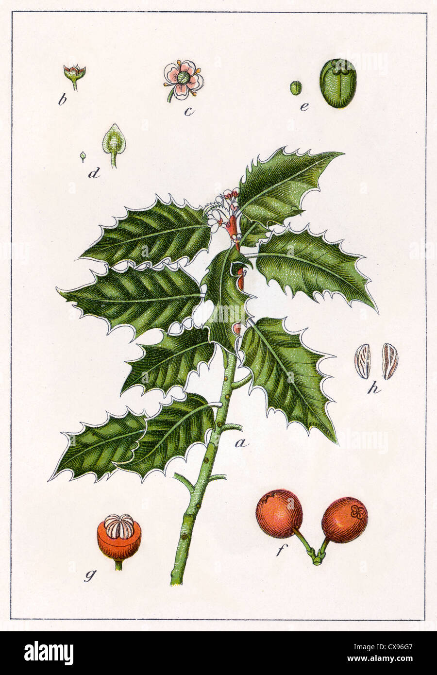 Ilex species hi-res stock photography and images - Alamy