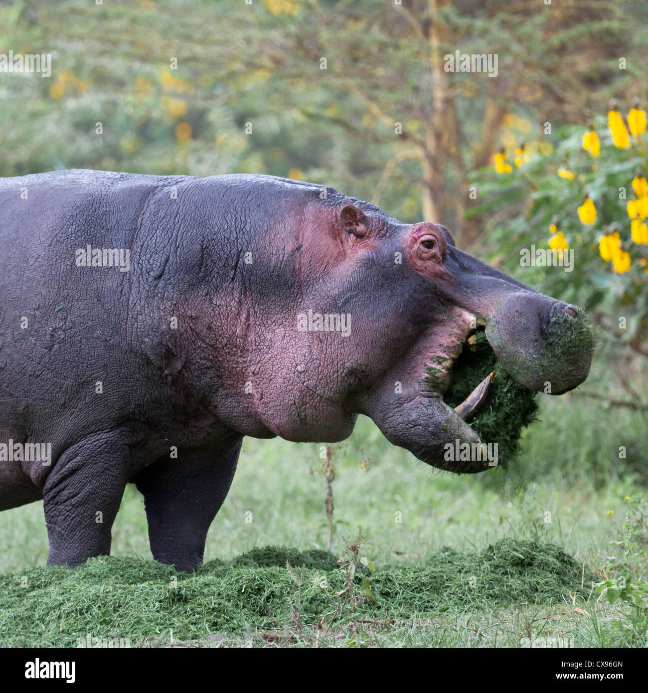 Hippo eating grass hi-res stock photography and images - Alamy