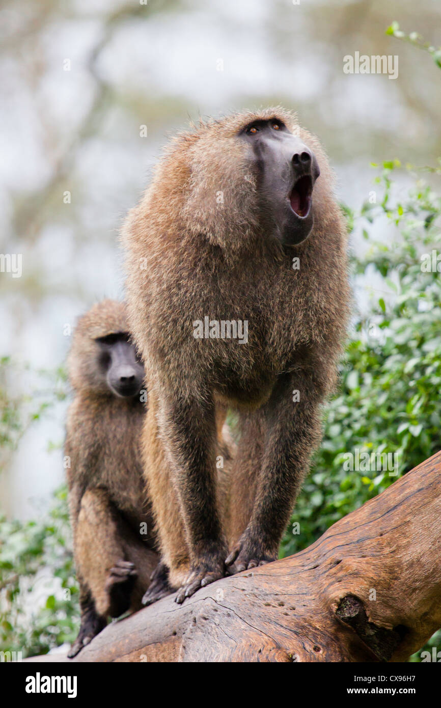 A baboon calling Stock Photo - Alamy