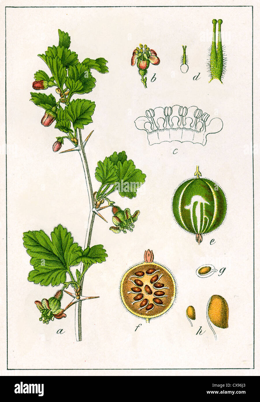 Ribes grossularia hi-res stock photography and images - Alamy