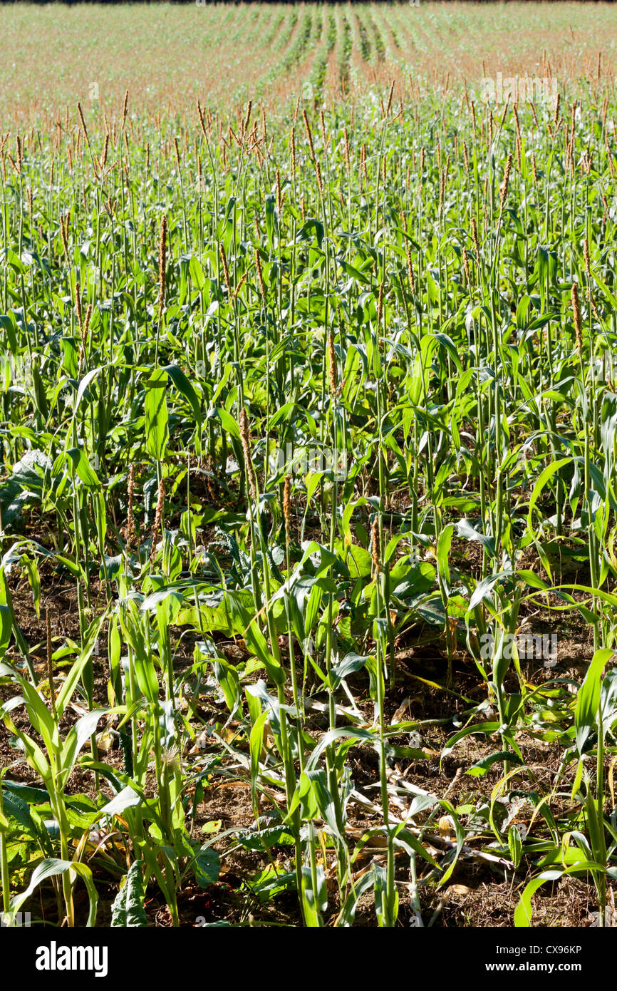 Maize cultivation hi-res stock photography and images - Alamy