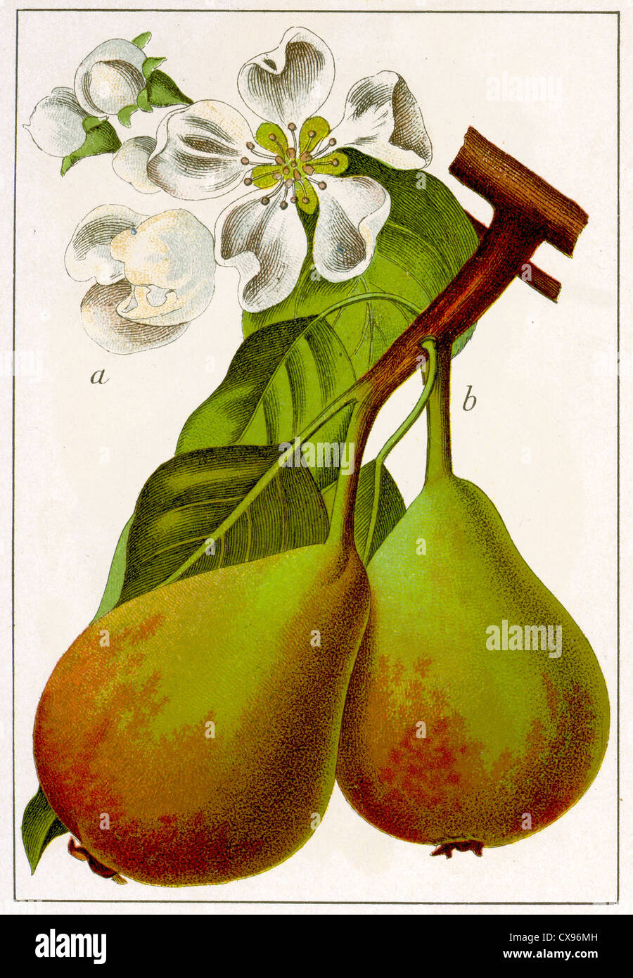 1 pirus hybrida communis hi-res stock photography and images - Alamy