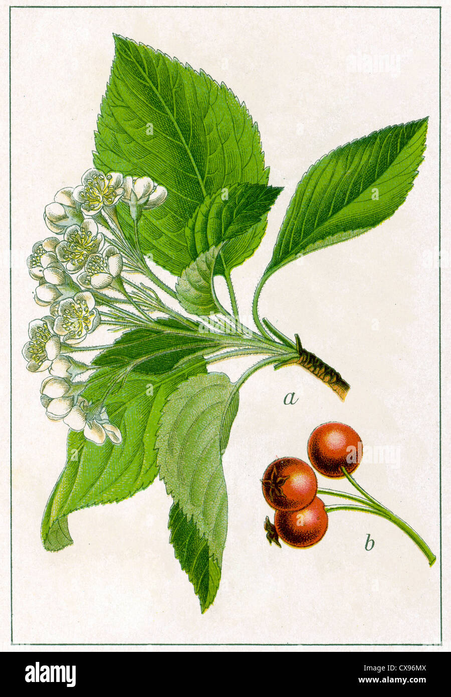 Pirus hi-res stock photography and images - Alamy