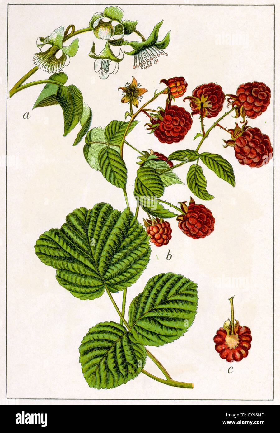 Rubus idaeus old names hi-res stock photography and images - Alamy