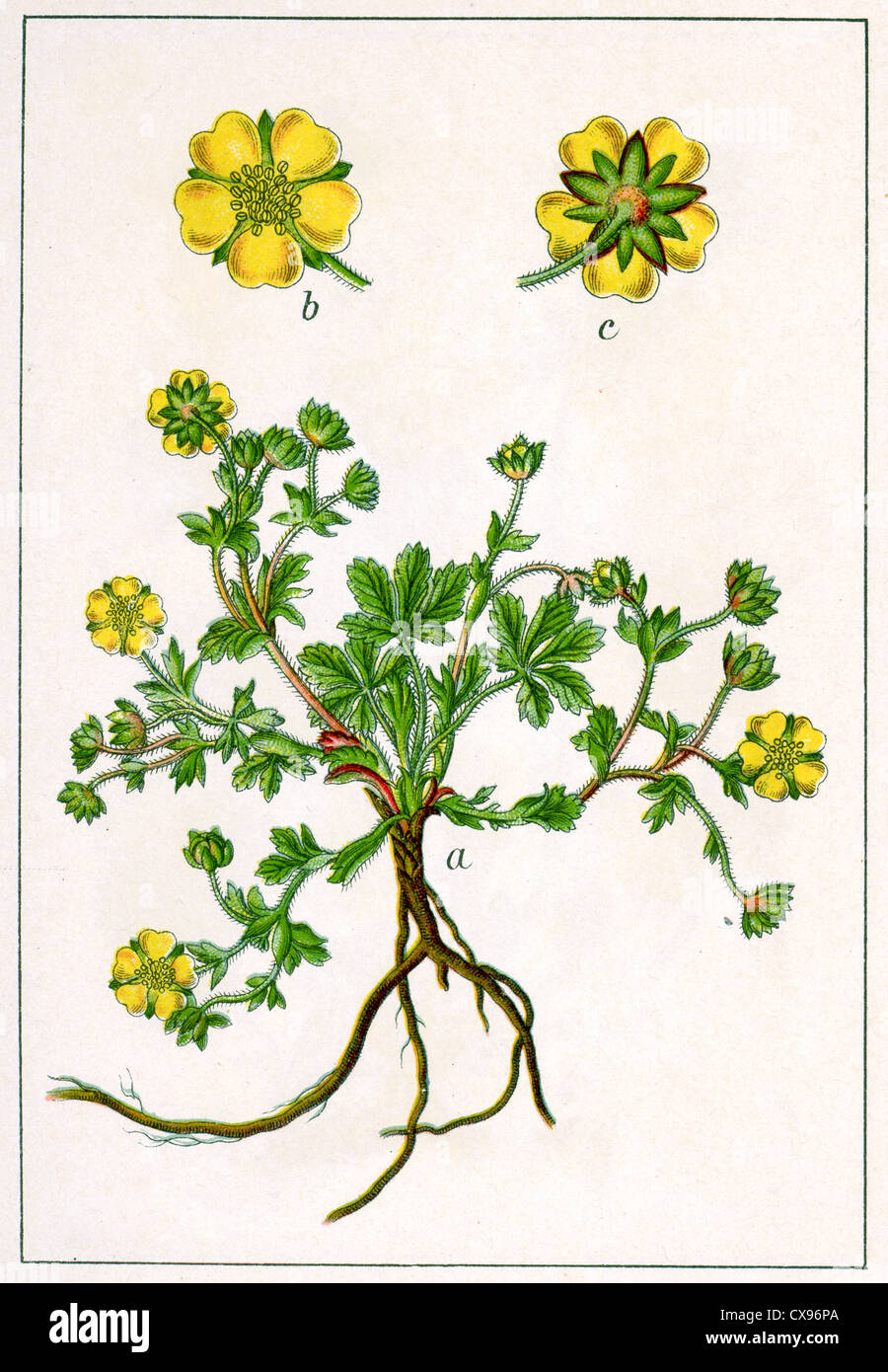 Potentilla Neumanniana High Resolution Stock Photography and Images - Alamy