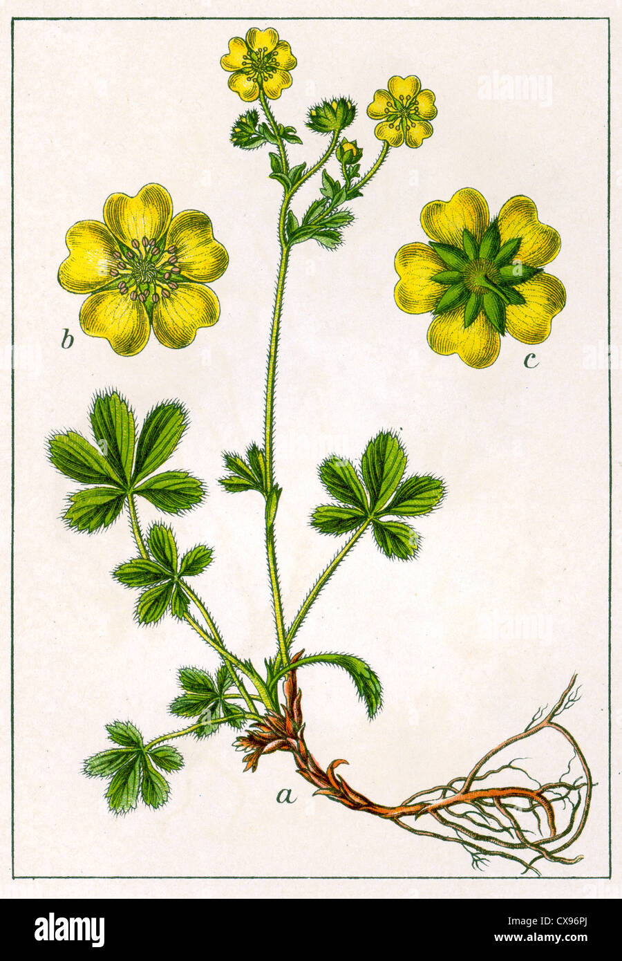 L aurea hi-res stock photography and images - Alamy