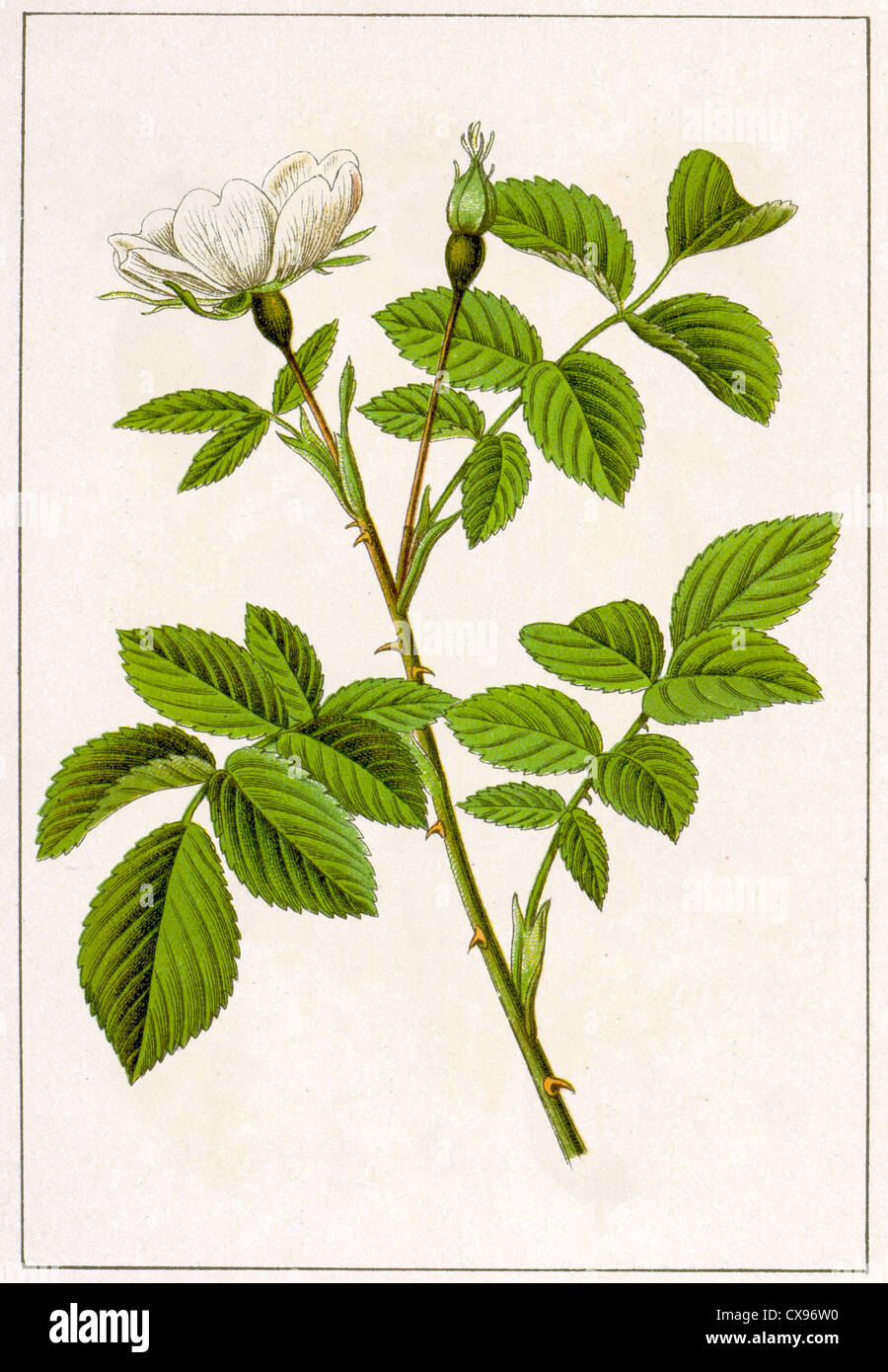 Rosa Repens High Resolution Stock Photography and Images - Alamy