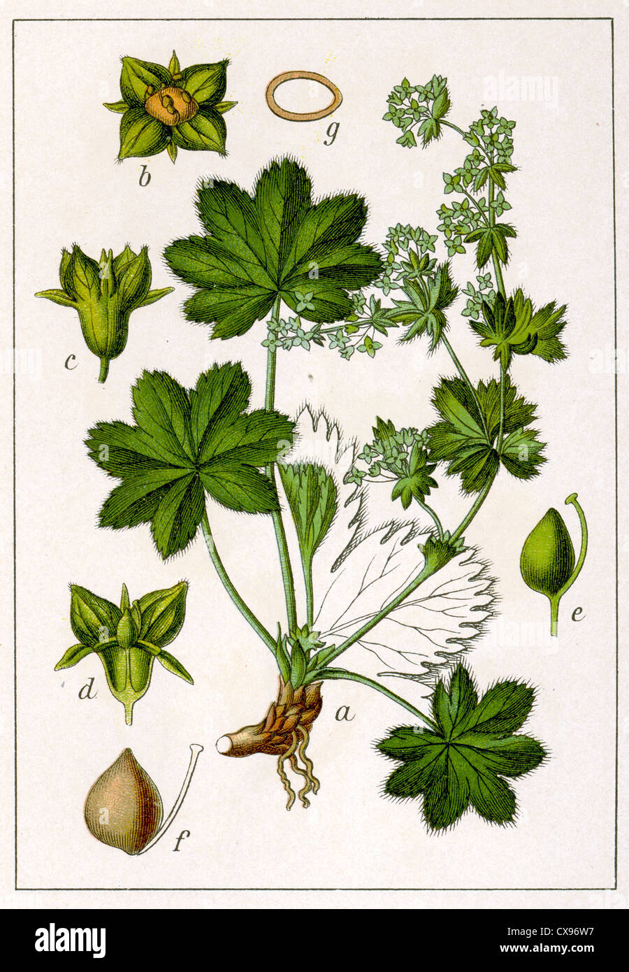 Alchemilla genus hi-res stock photography and images - Alamy