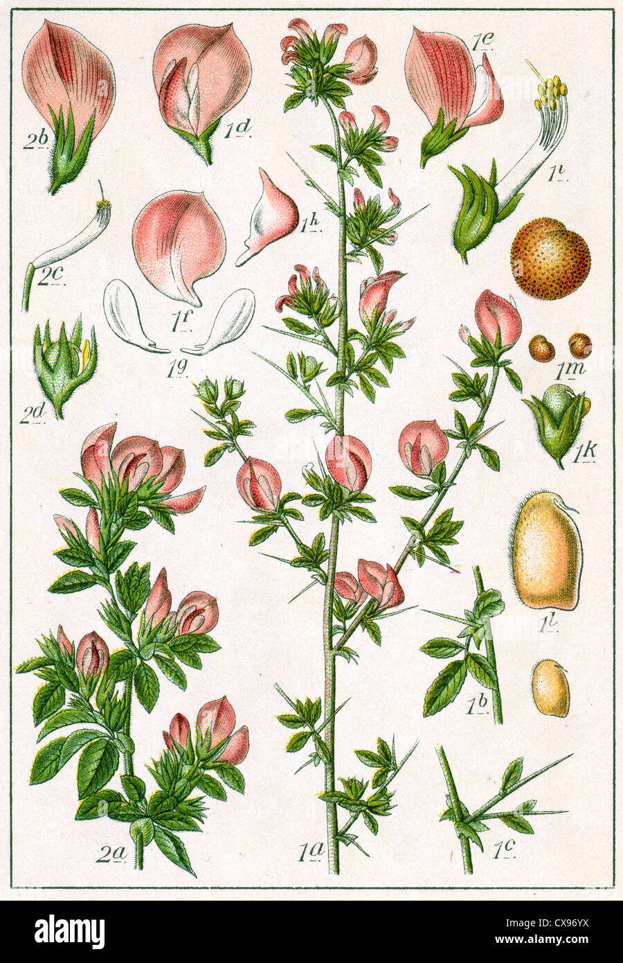 Ononis vulgaris rouy pro parte hi-res stock photography and images - Alamy