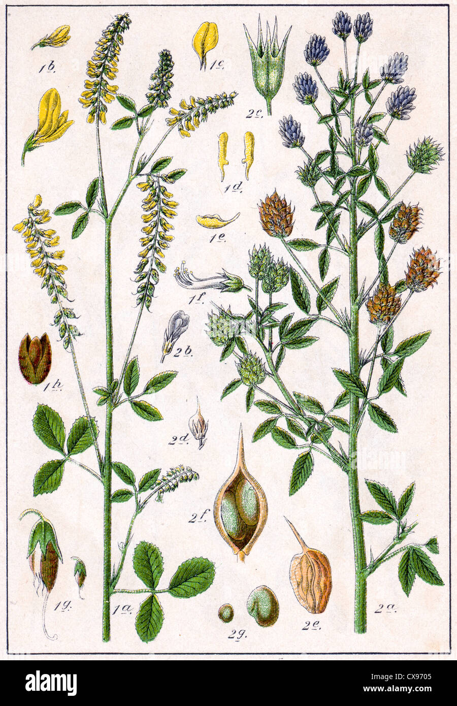 Medicago officinalis - Medicago Besseriana coerulea Stock Photo - Alamy