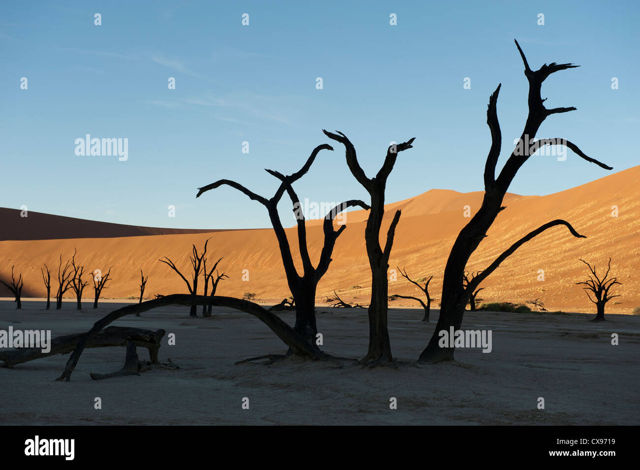 500 year old tree hi-res stock photography and images - Alamy