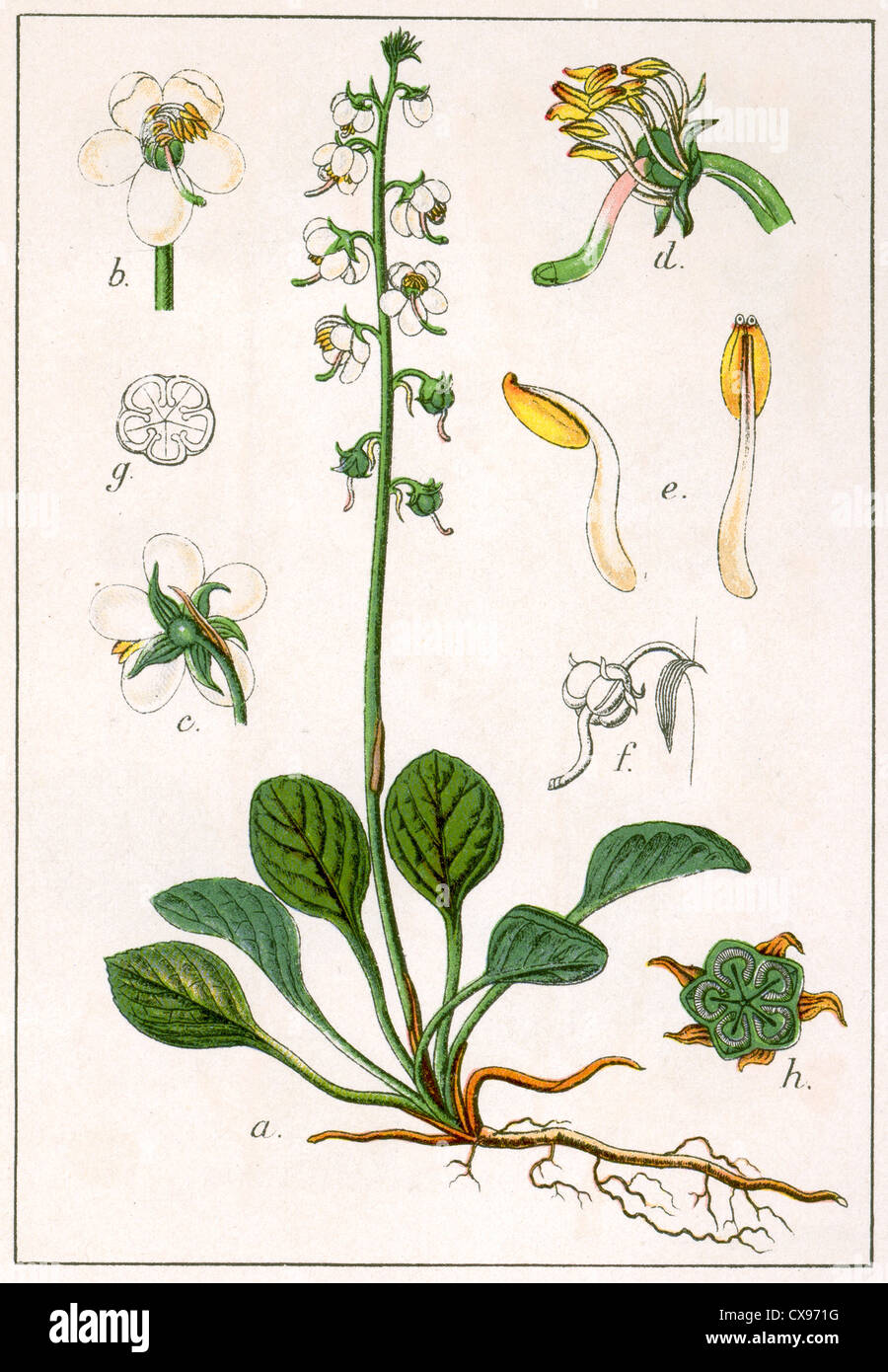 1 pirola rotundifolia hi-res stock photography and images - Alamy