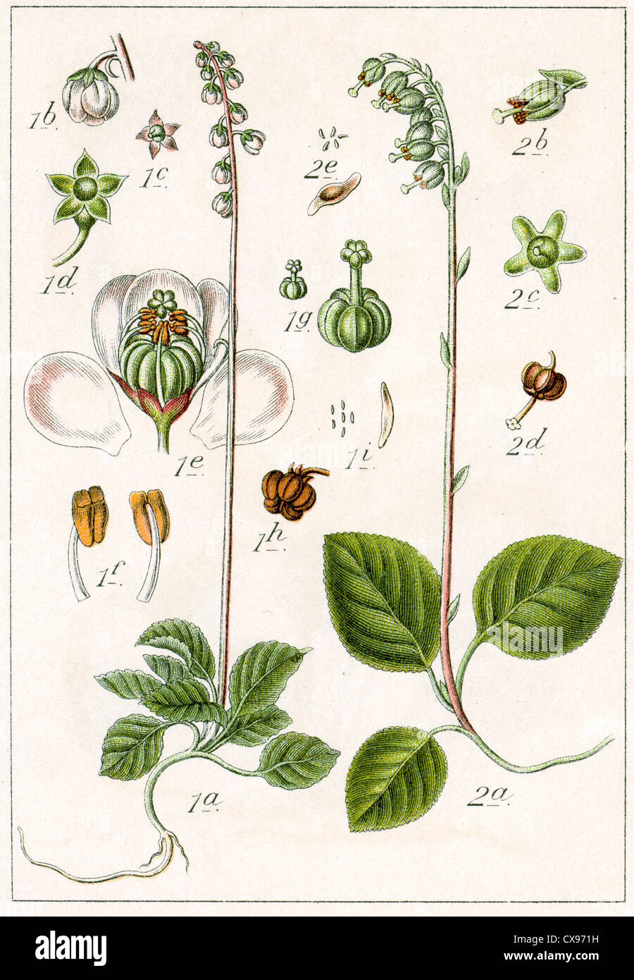 Pirola minor - Pirola secunda Stock Photo - Alamy