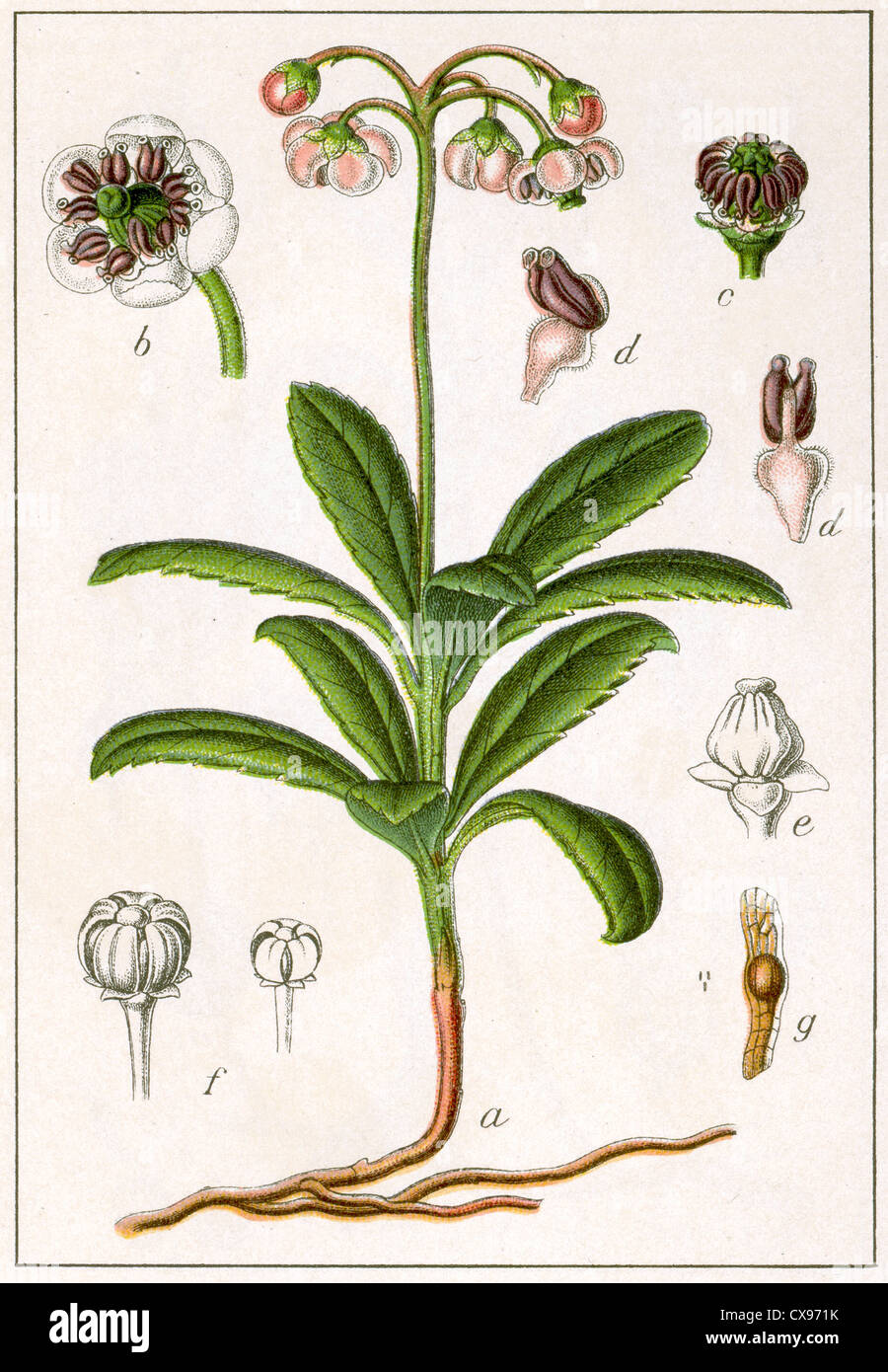 Pirola umbellata old names hi-res stock photography and images - Alamy