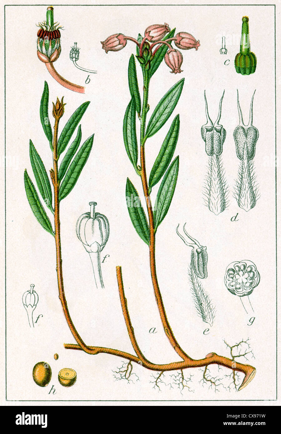 Andromeda genus hi-res stock photography and images - Alamy