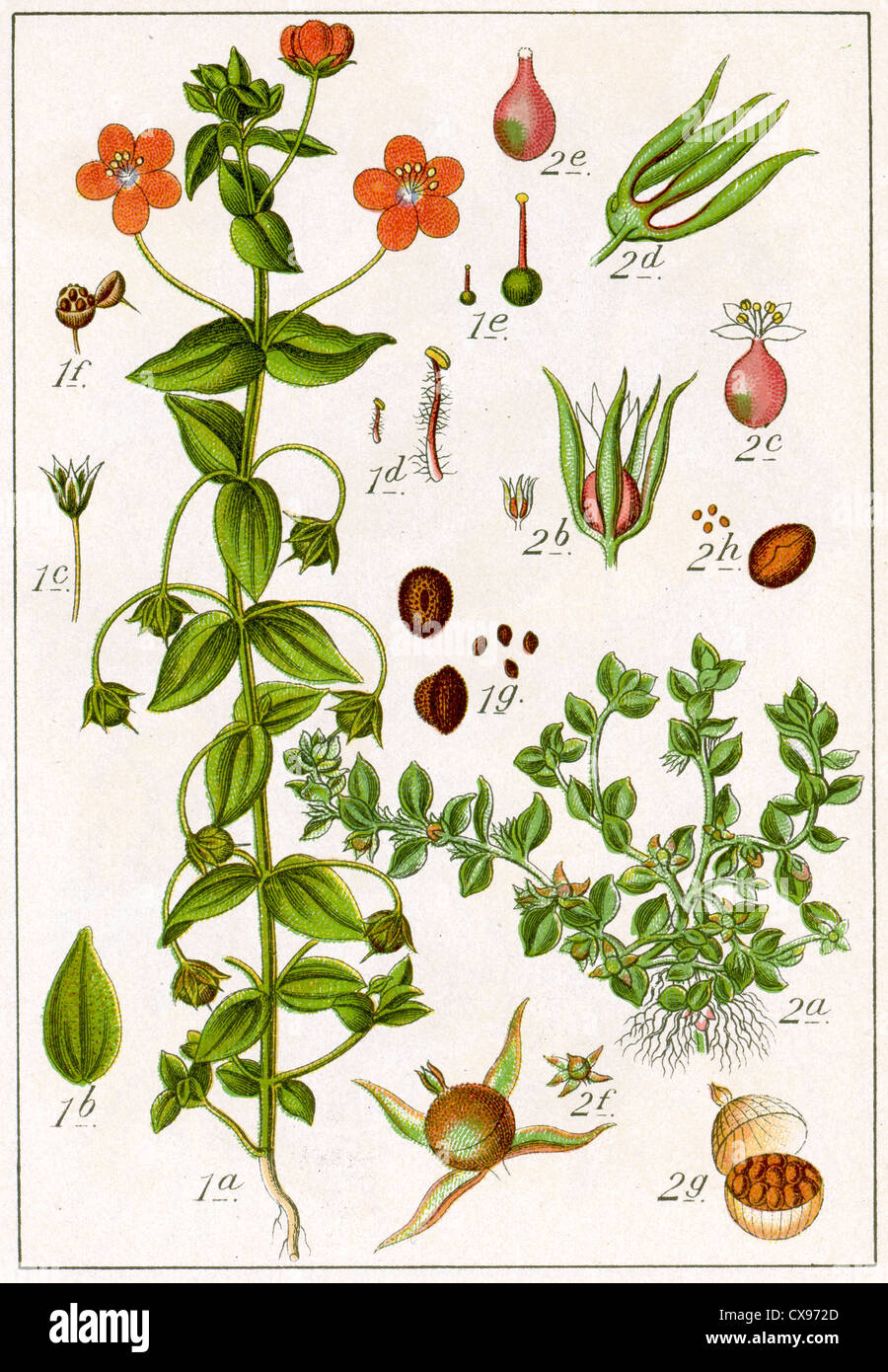 Anagallis phoenicea - Anagallis minima Stock Photo - Alamy