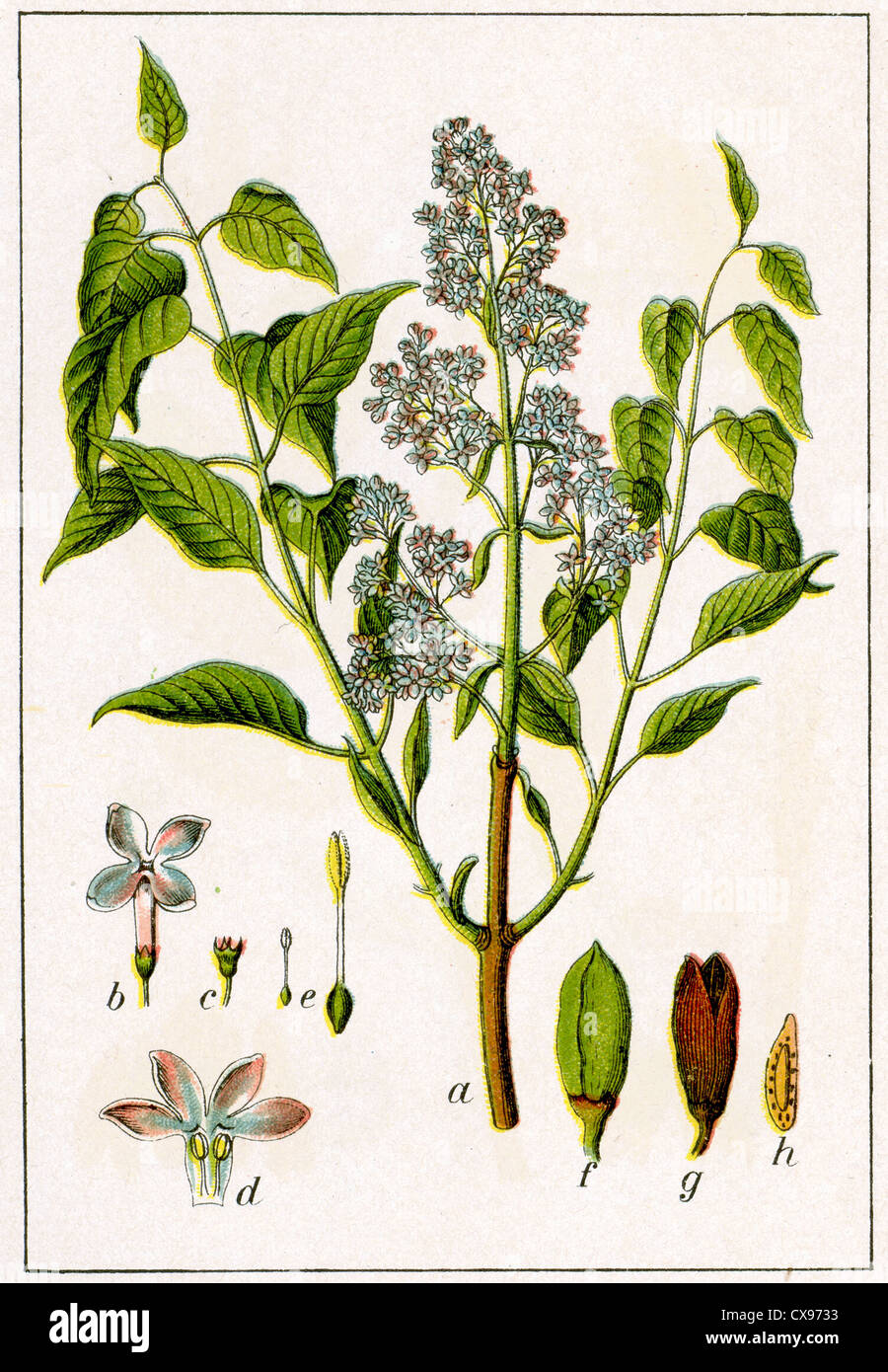 Is a species of syringa in the olive family oleaceae hi-res stock ...
