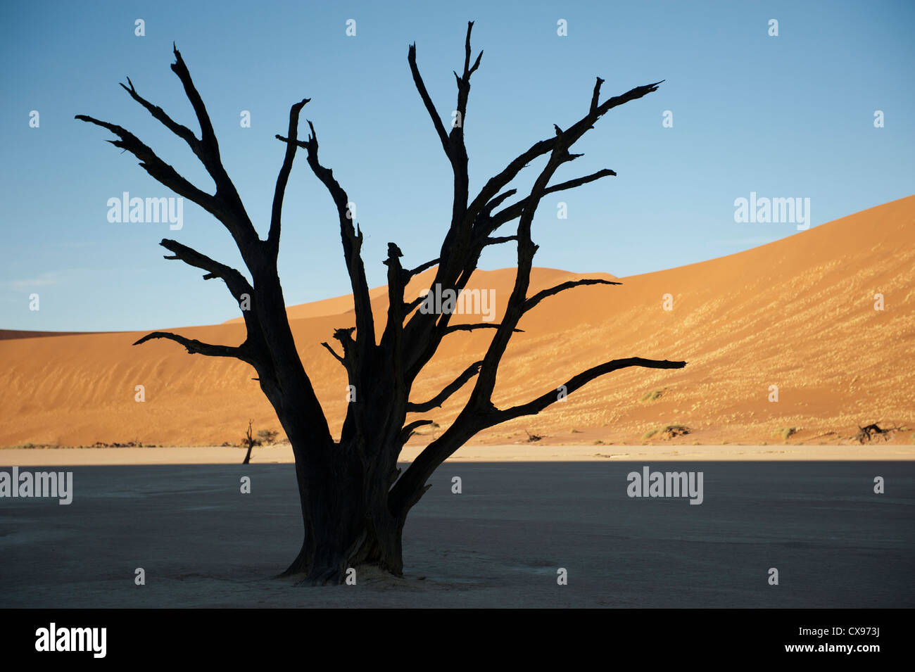 500 year old tree hi-res stock photography and images - Alamy