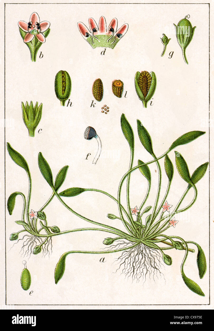 1 limosella aquatica hi-res stock photography and images - Alamy