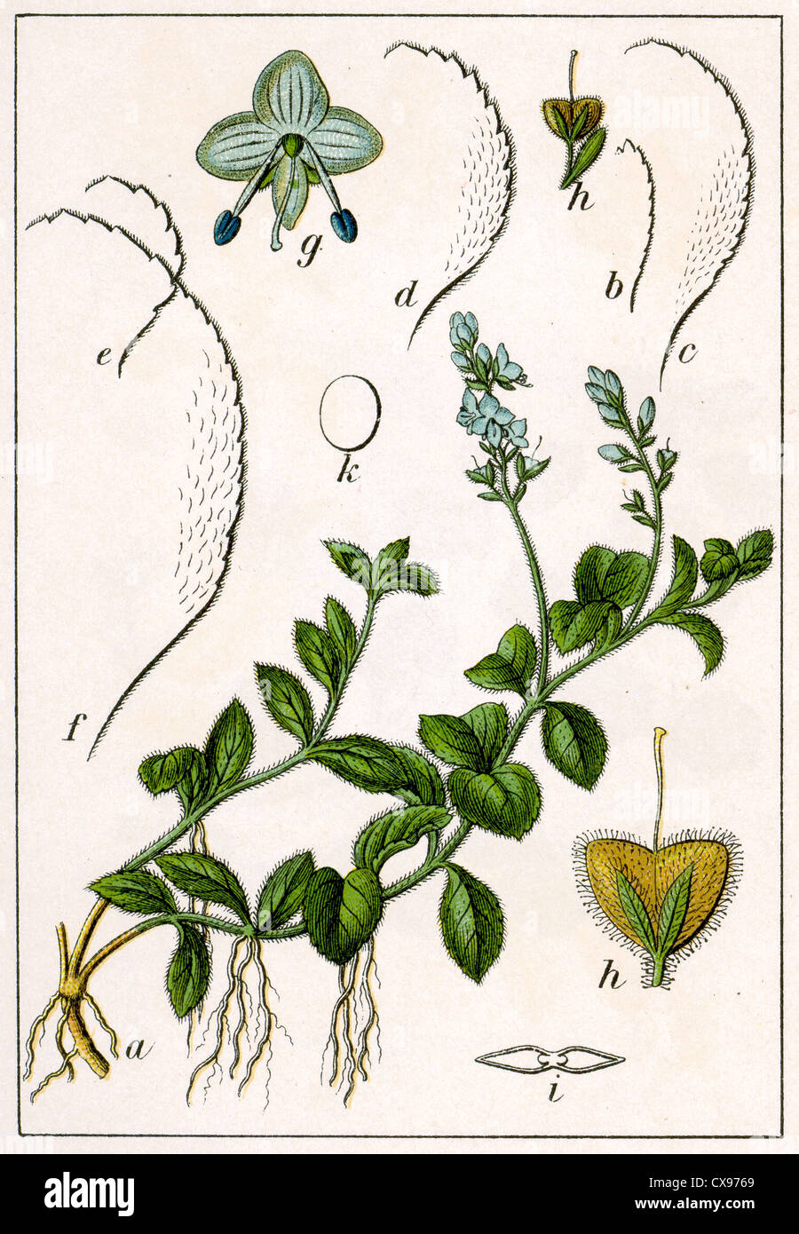 Veronica officinalis old names hi-res stock photography and images - Alamy