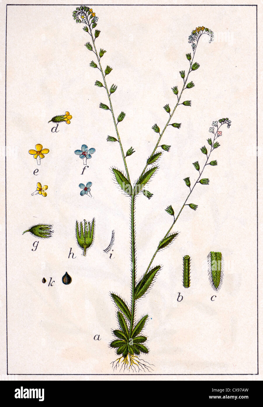 Myosotis discolor subsp discolor hi-res stock photography and images ...