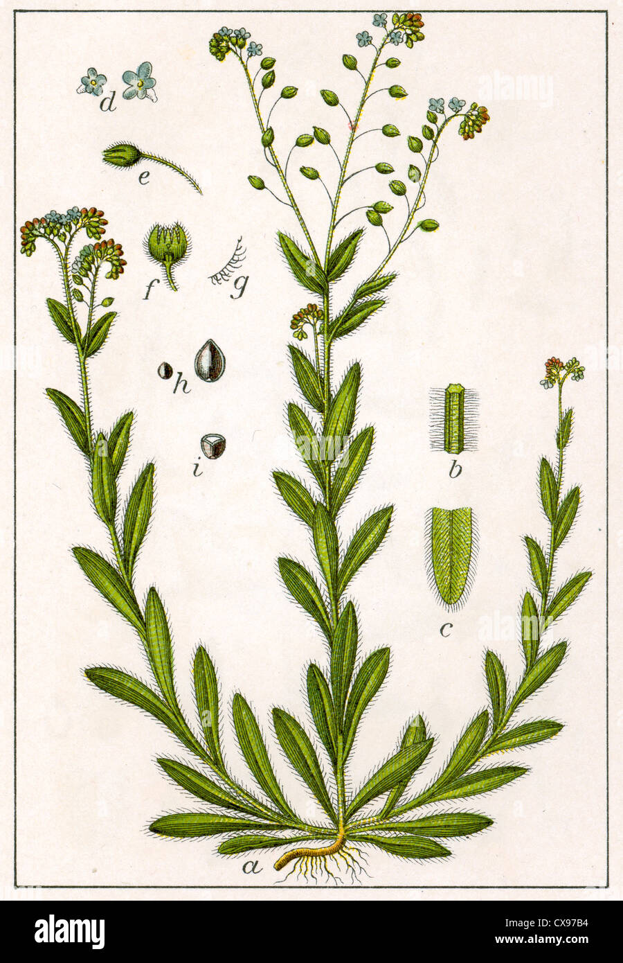 Myosotis arvensis in flower hi-res stock photography and images - Alamy