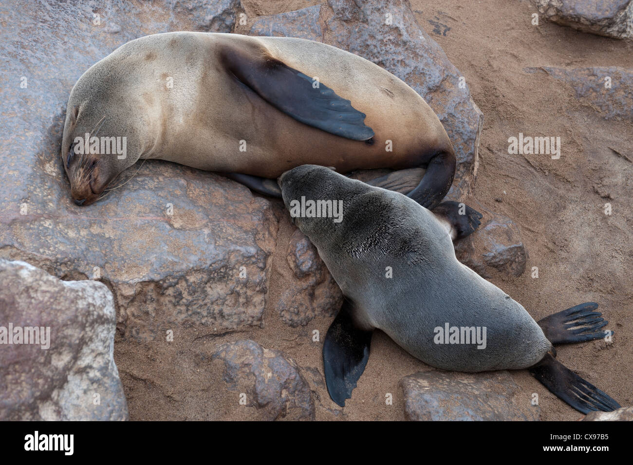 Female seals hi-res stock photography and images - Alamy
