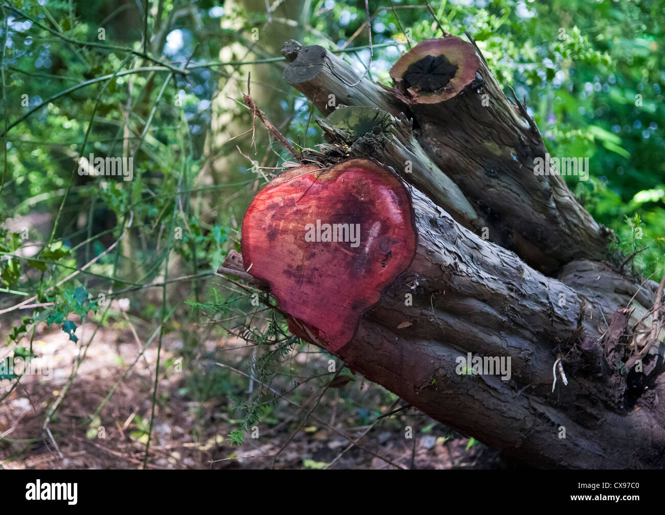 Sawn-off log, with heart shaped cross-section painted red, in woods ...