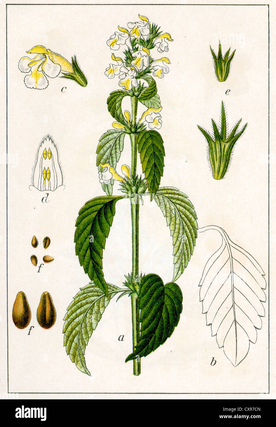 1 galeopsis ochroleuca hi-res stock photography and images - Alamy