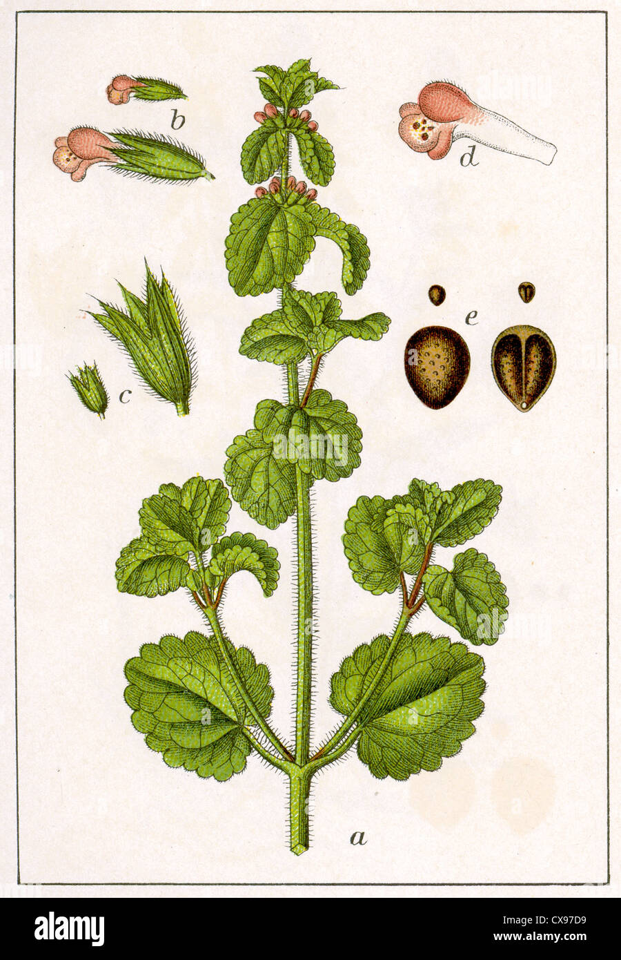 Stachys arvensis hi-res stock photography and images - Alamy