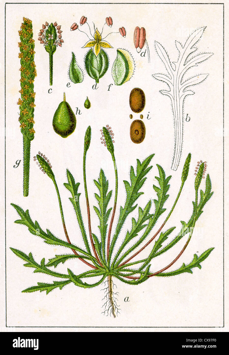 Plantago species hi-res stock photography and images - Alamy