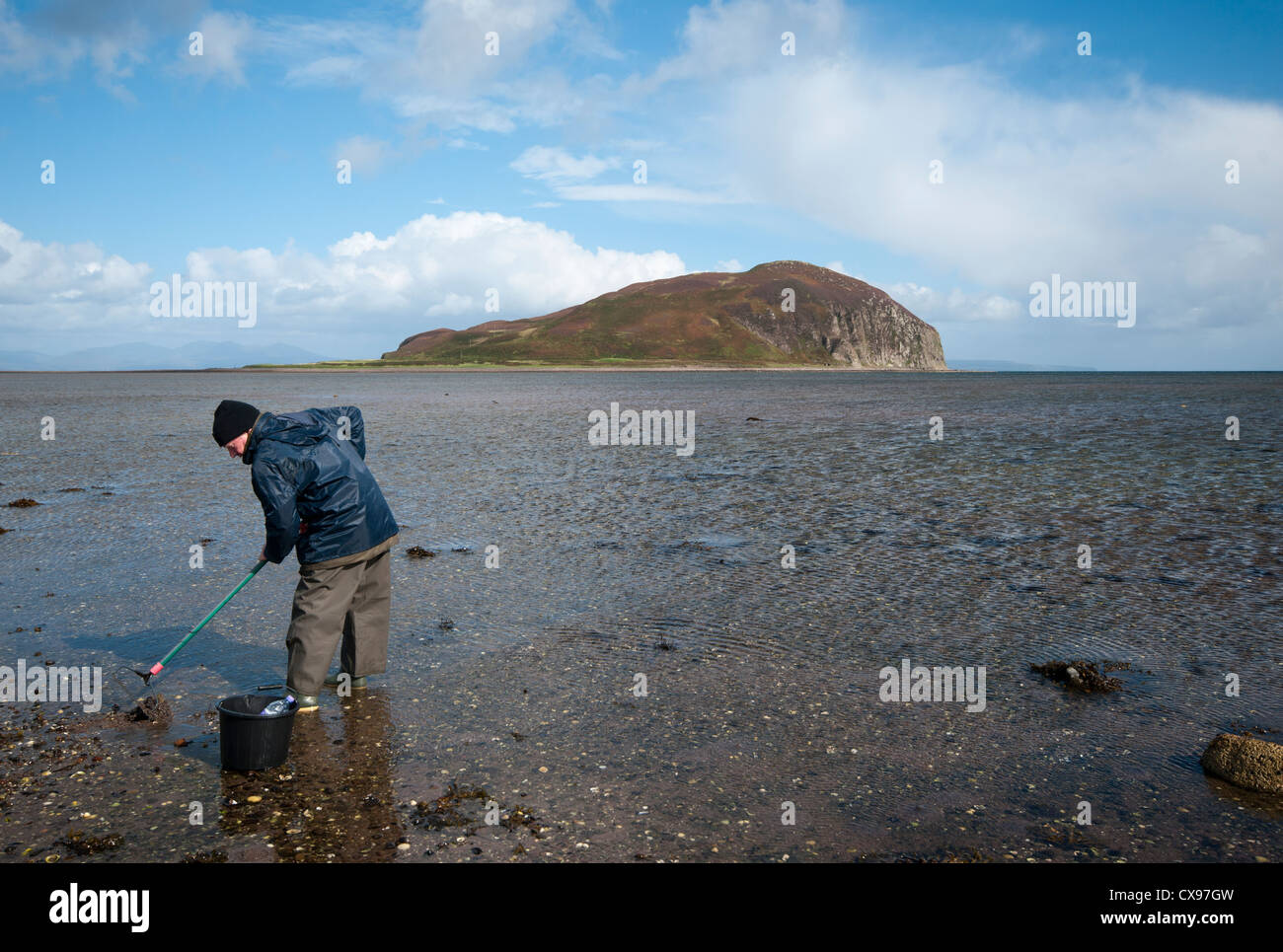 Cockling hi-res stock photography and images - Alamy