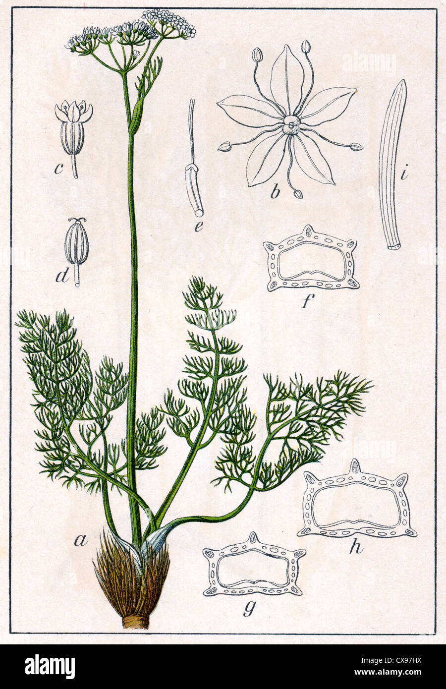 Common spignel hi-res stock photography and images - Alamy